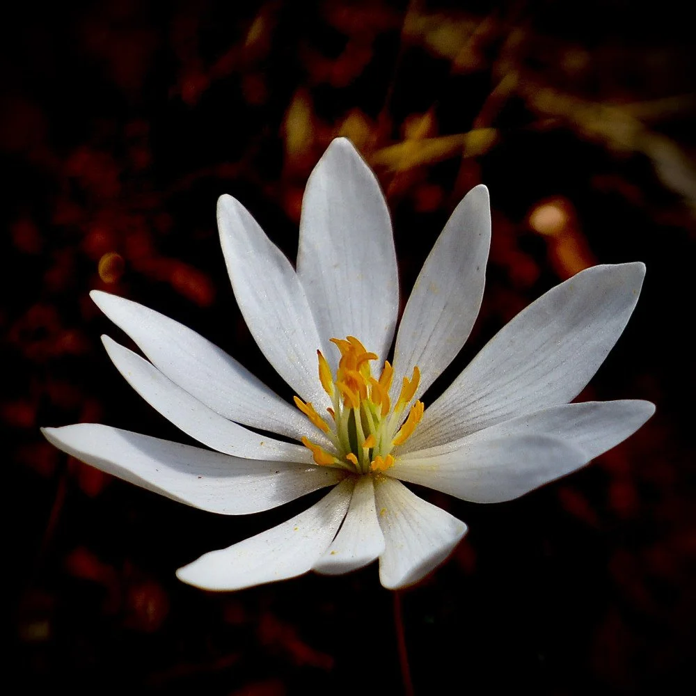 Plants — Kristine Carter