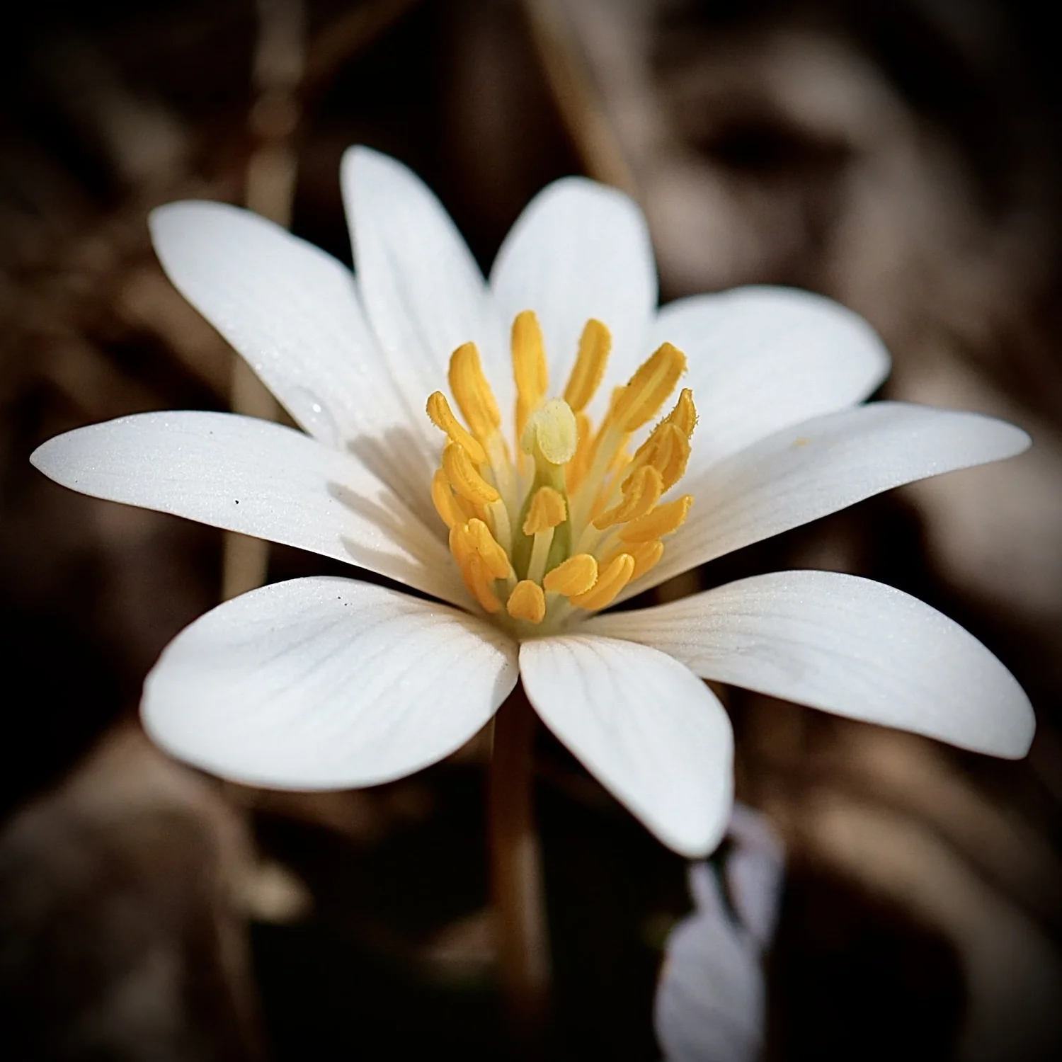 Plants — Kristine Carter