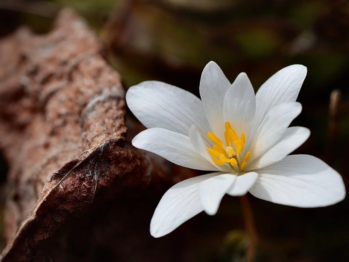 Plants — Kristine Carter