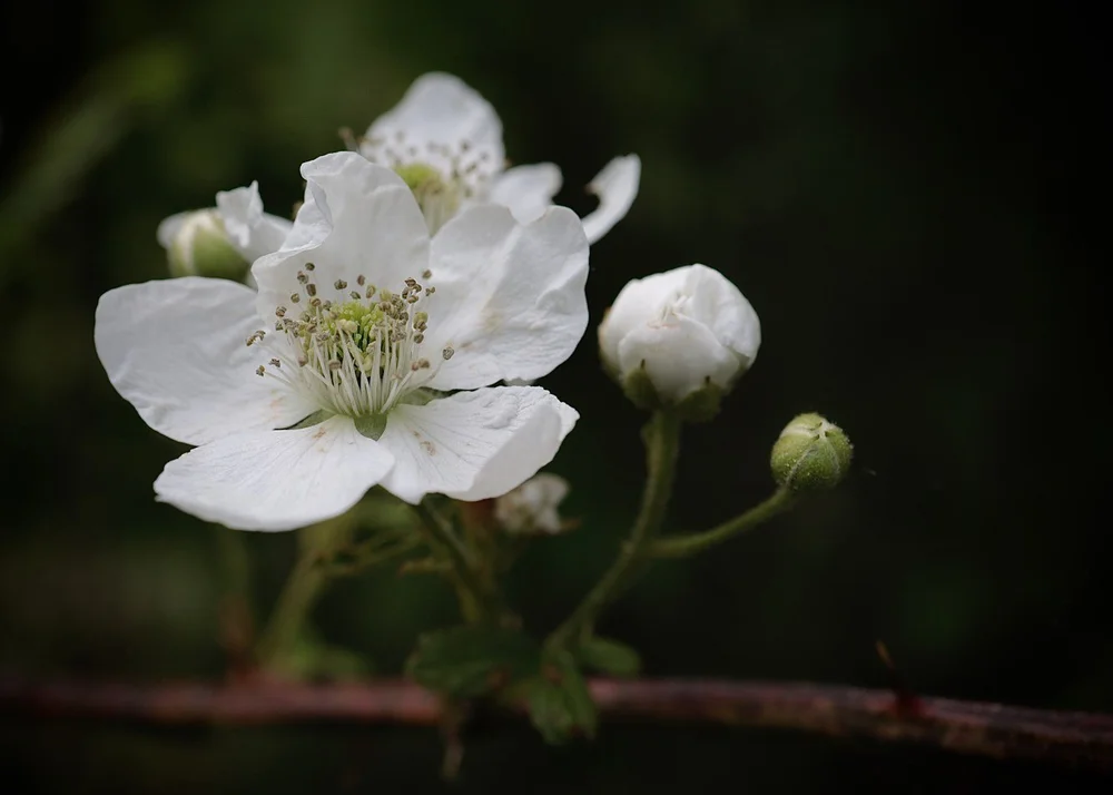 Plants — Kristine Carter