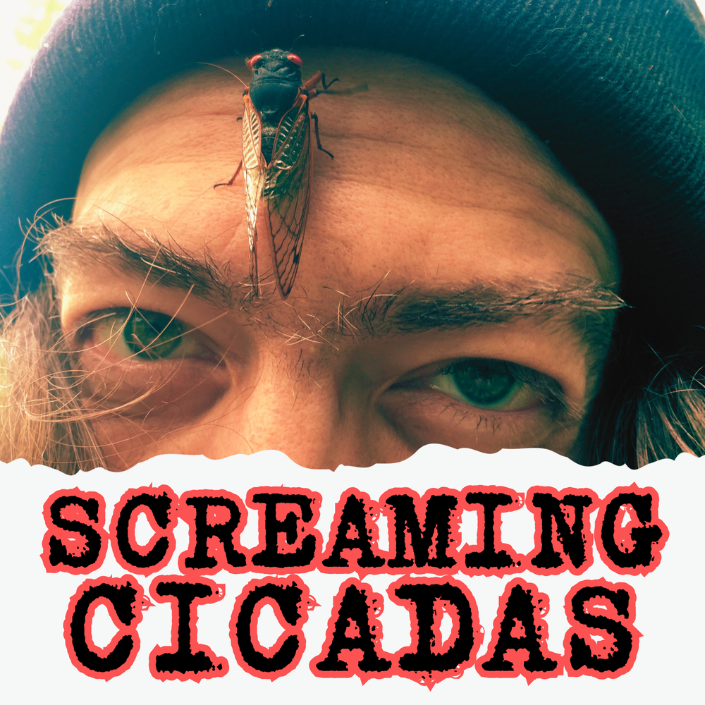 SCREAMING CICADAS — Dandelion Scribes
