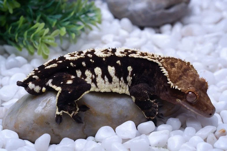 Male Crested Geckos — Paradise Cresties