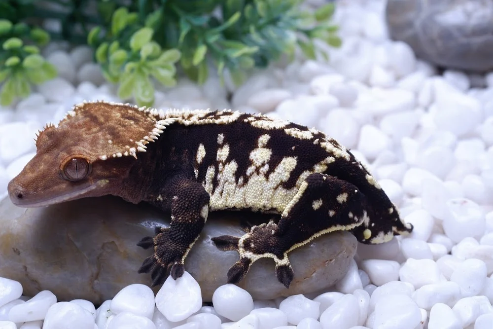 Male Crested Geckos — Paradise Cresties