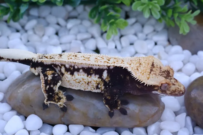 Male Crested Geckos — Paradise Cresties