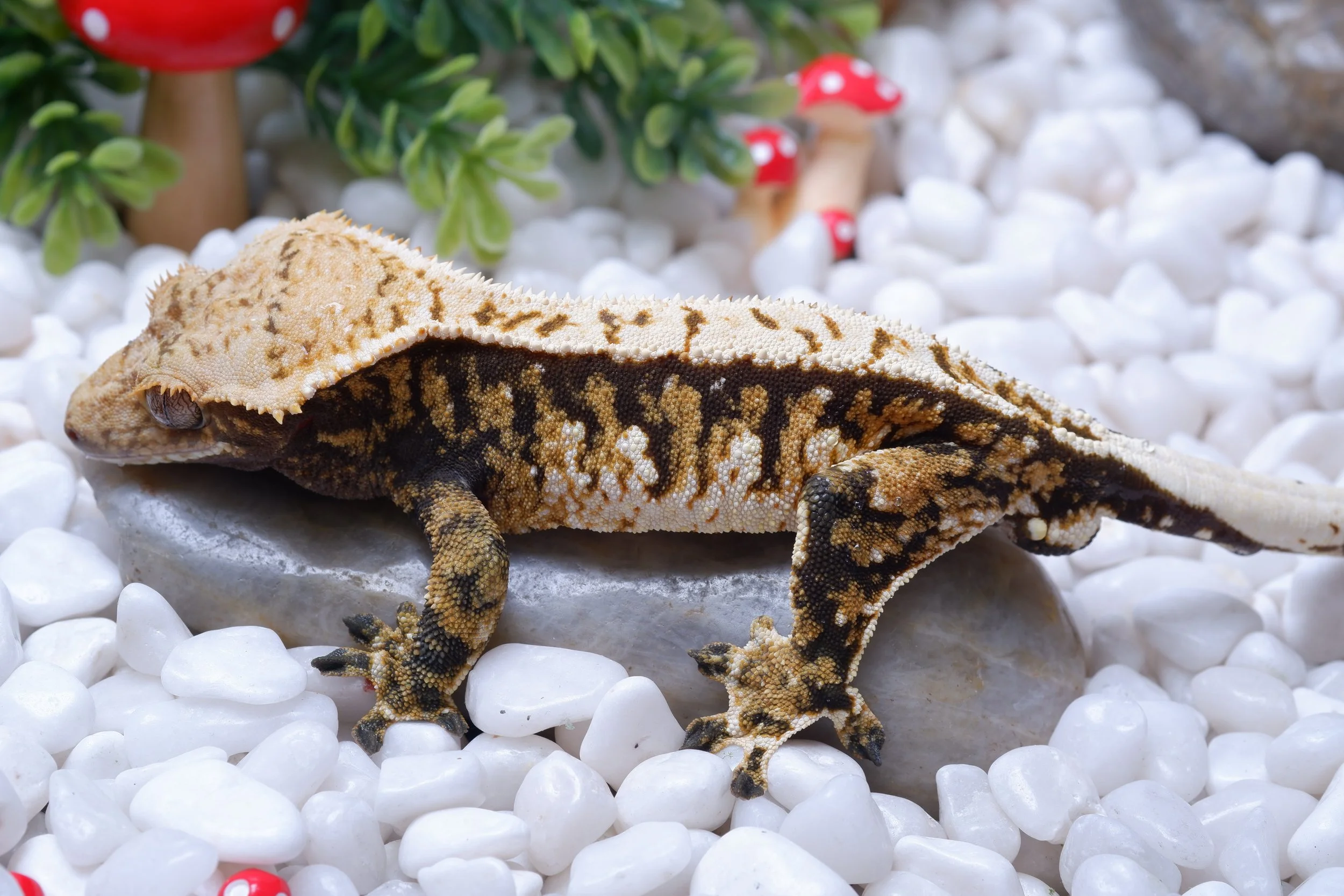 Male Crested Geckos — Paradise Cresties