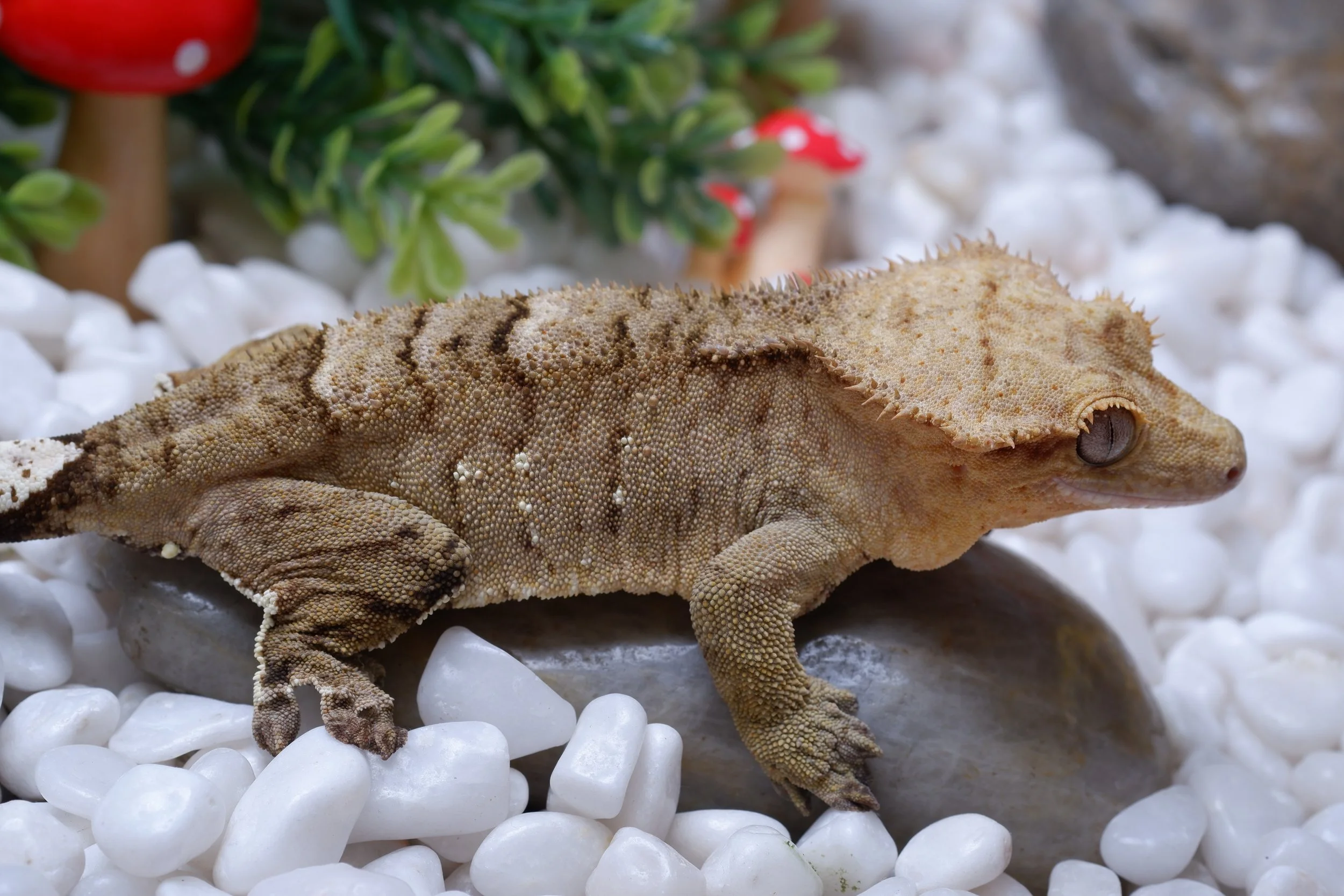 Zara-Zander — Paradise Cresties