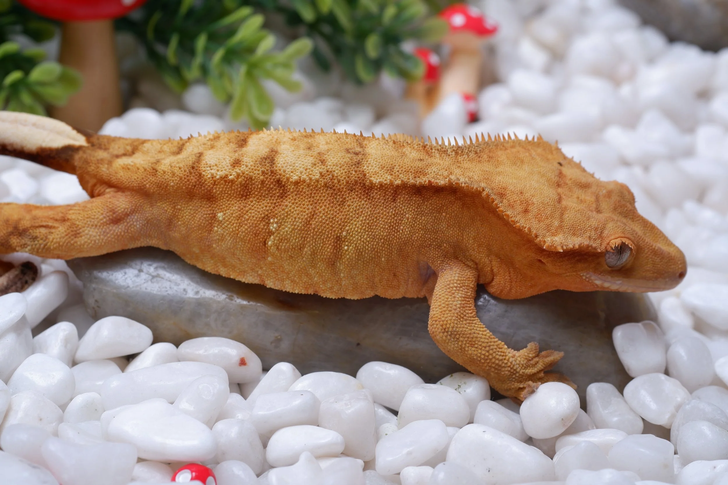 Tangier-Zander — Paradise Cresties