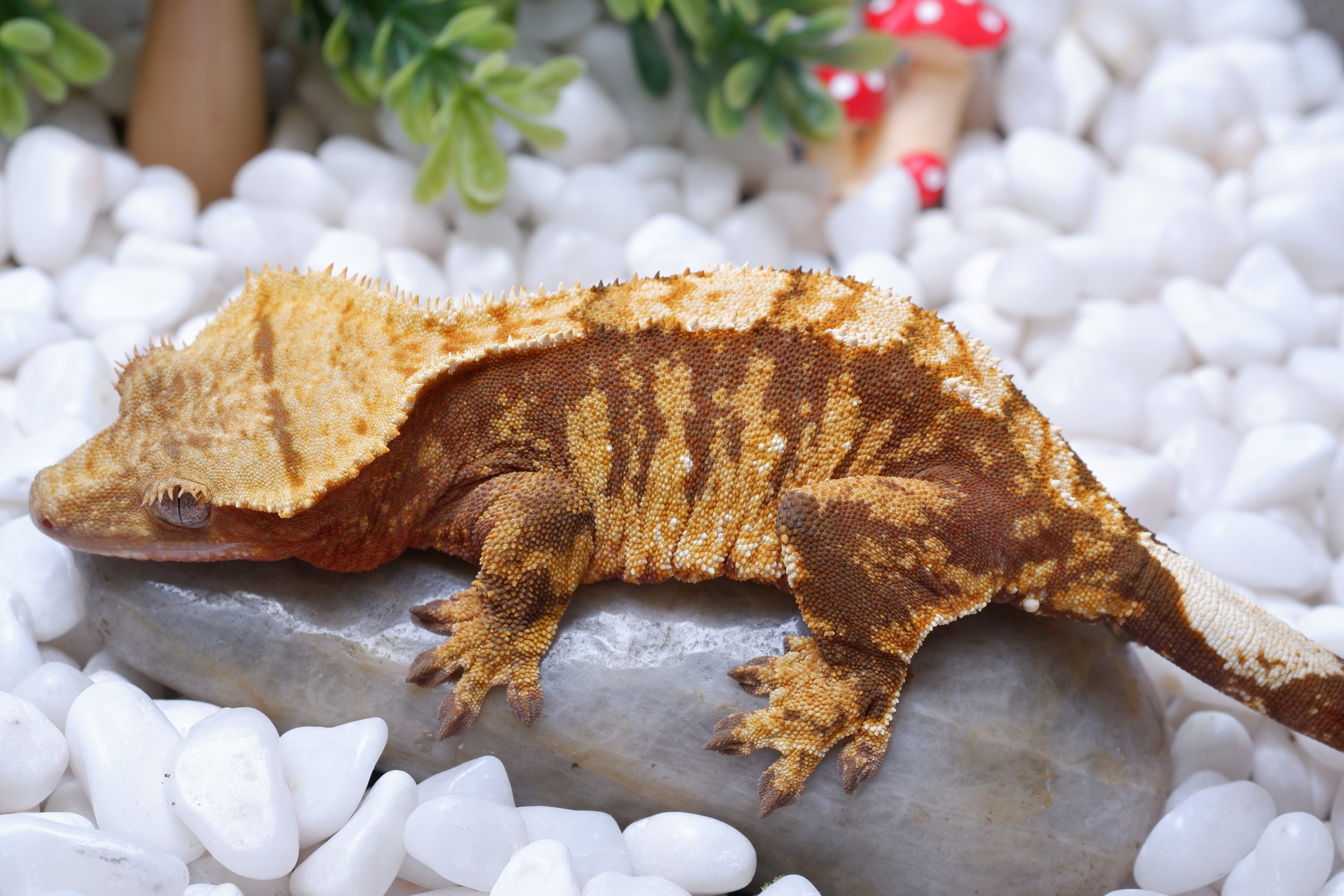 Shop — Paradise Cresties