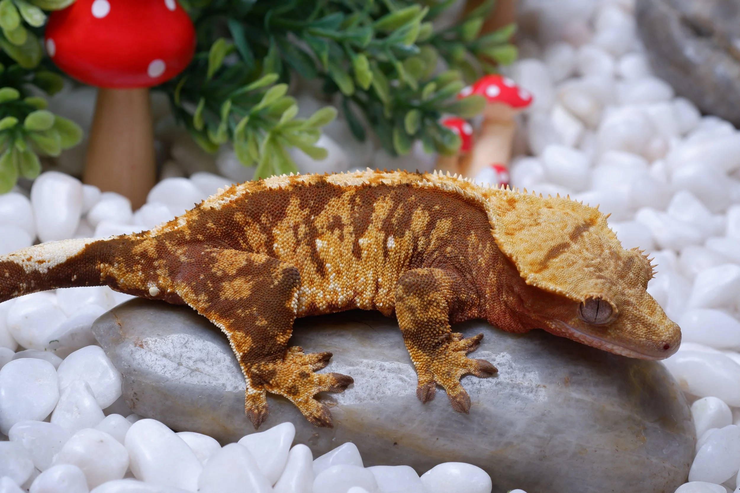 Shop — Paradise Cresties