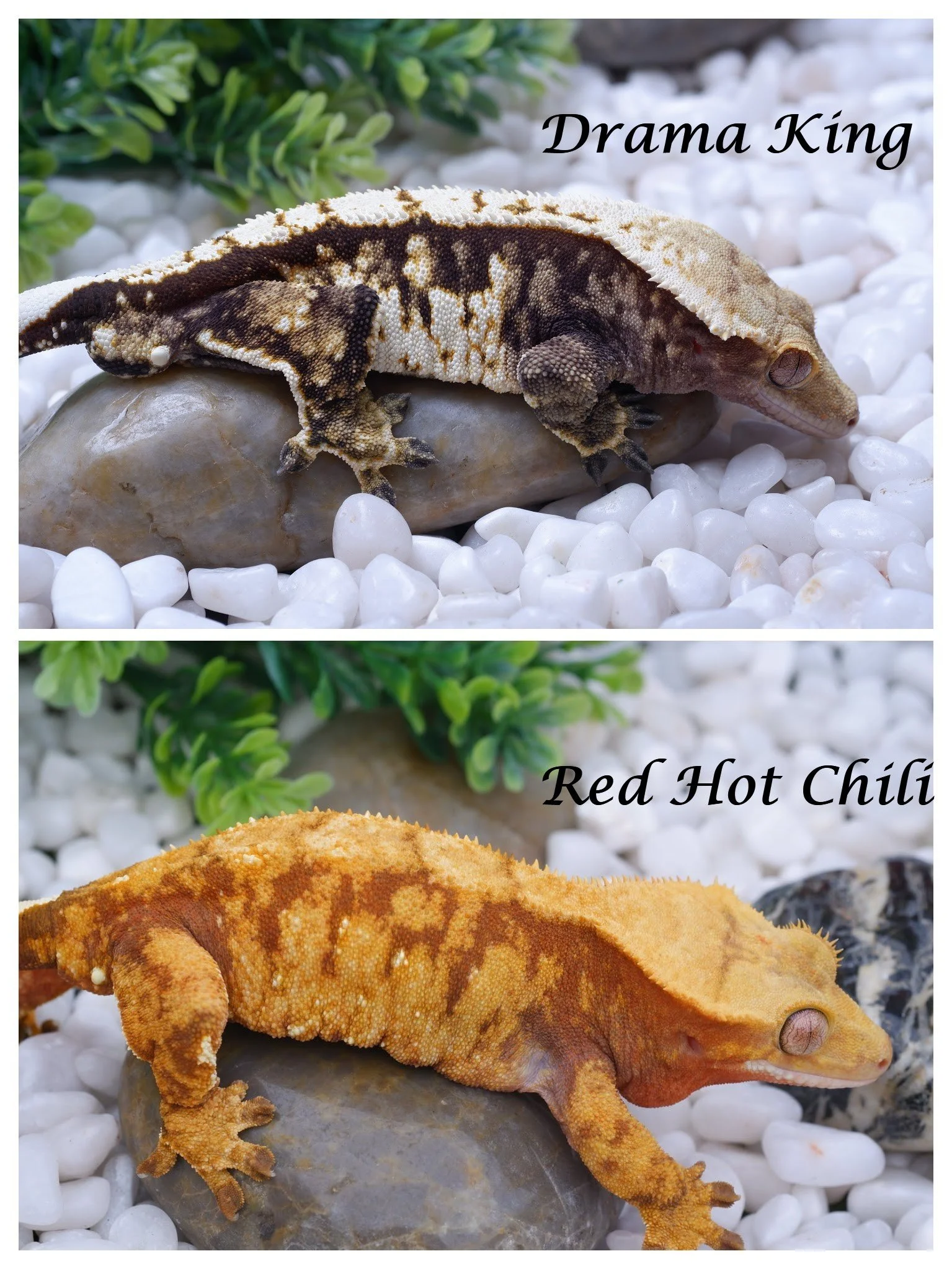 2023 breeding pairs — Paradise Cresties