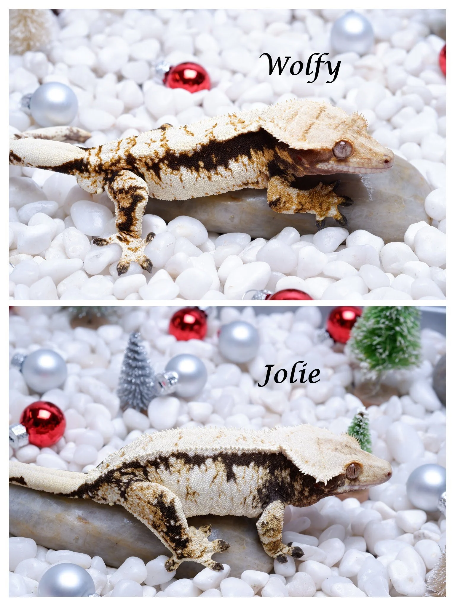 2023 breeding pairs — Paradise Cresties