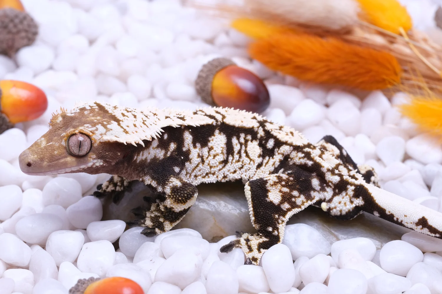 Male Crested Geckos — Paradise Cresties