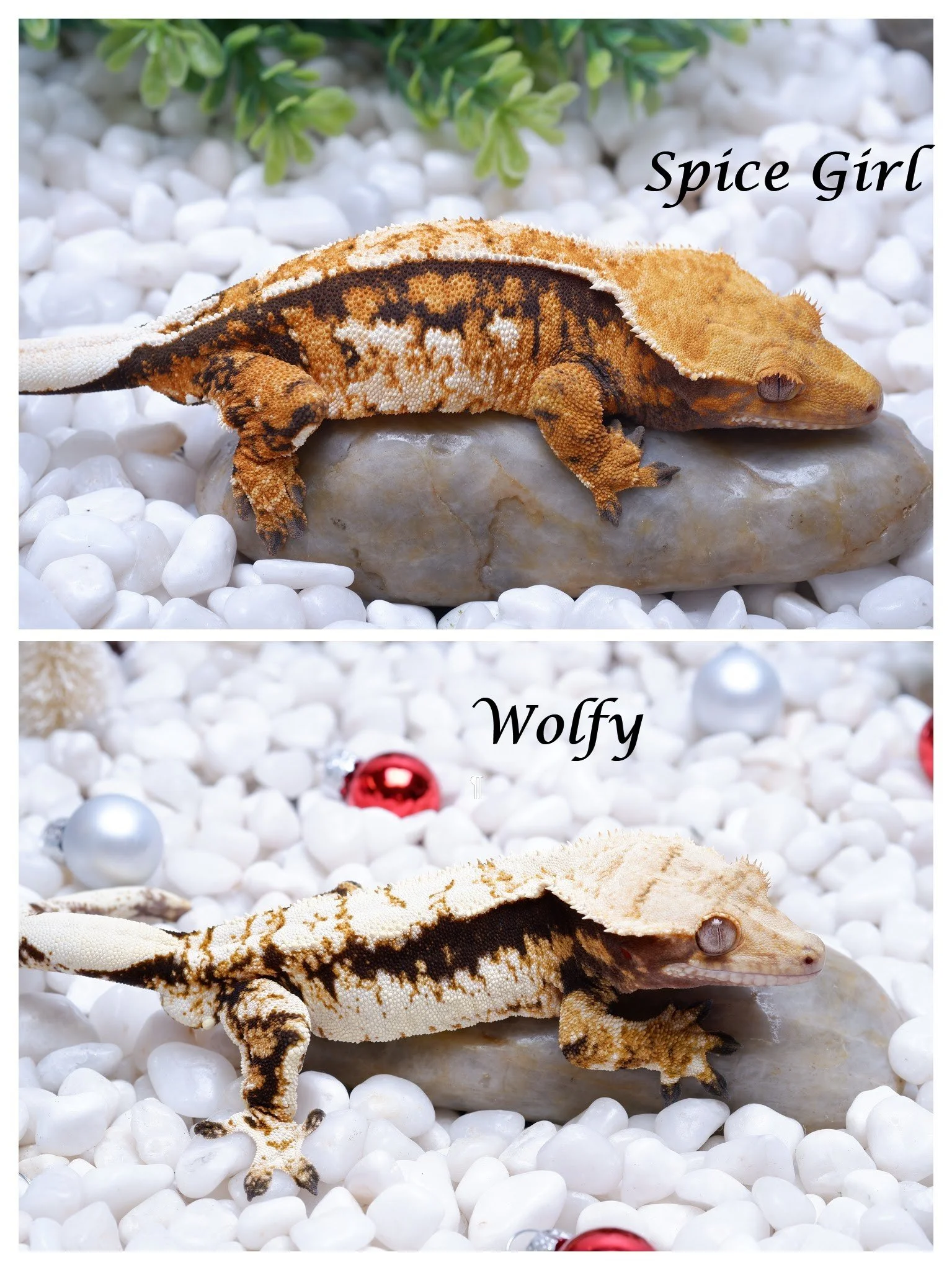 2023 breeding pairs — Paradise Cresties