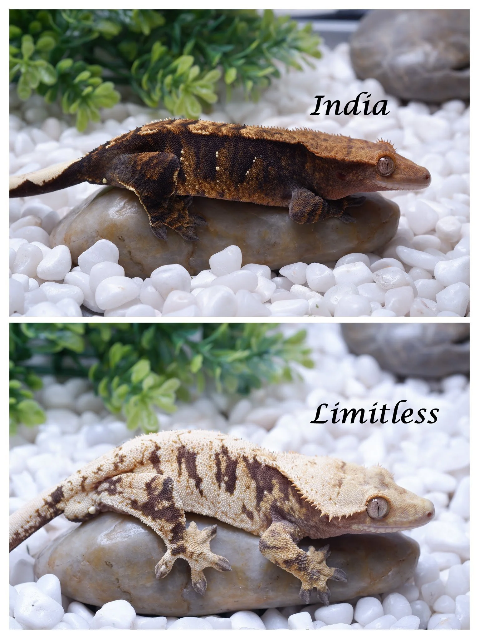 2023 breeding pairs — Paradise Cresties