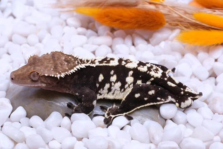Male Crested Geckos — Paradise Cresties