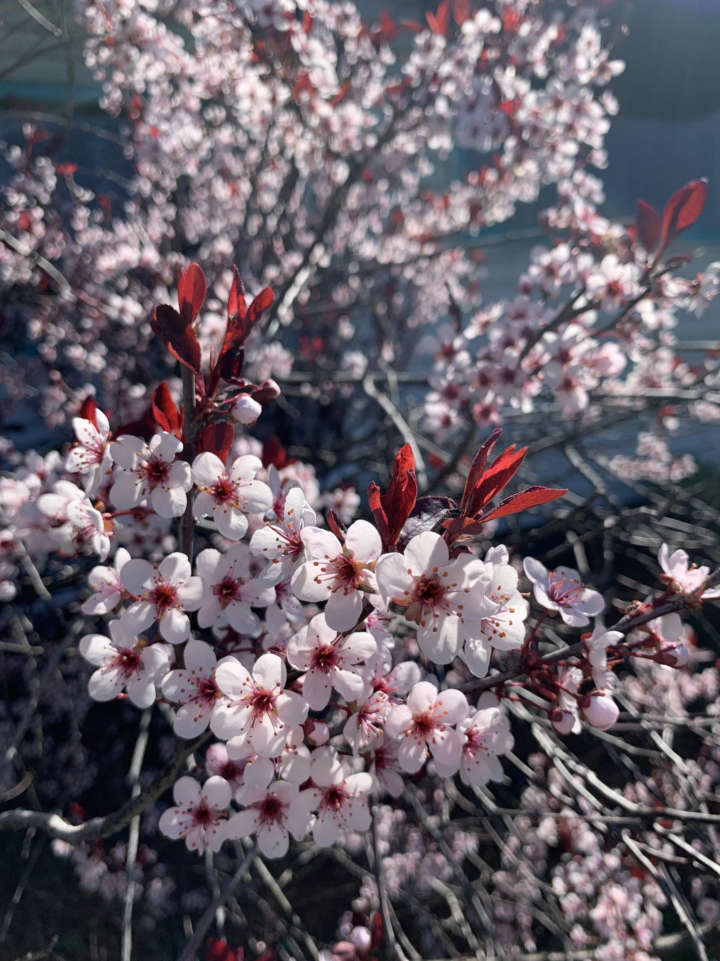 Jaques Locks Salon and Spa LLC