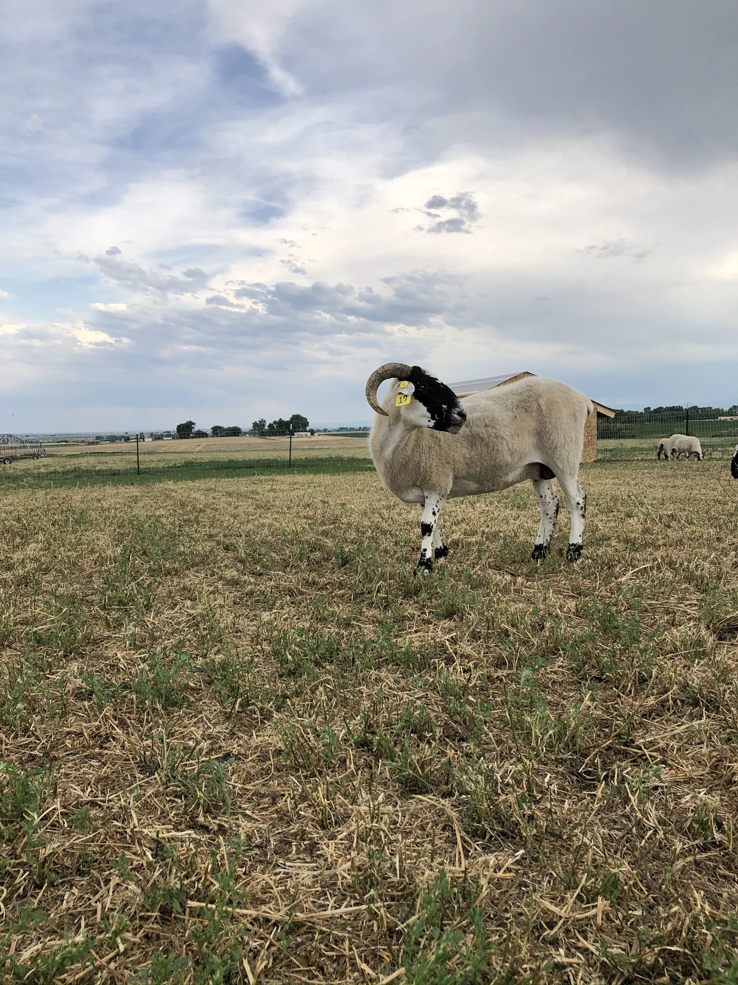 Sheep for Sale — Welcome to Davis Family Livestock