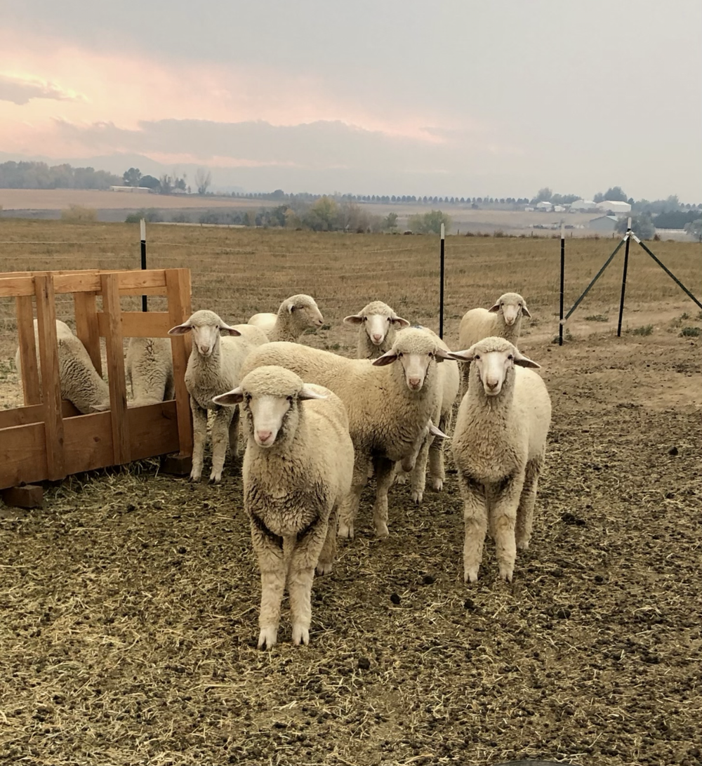 Sheep for Sale — Davis Family Livestock