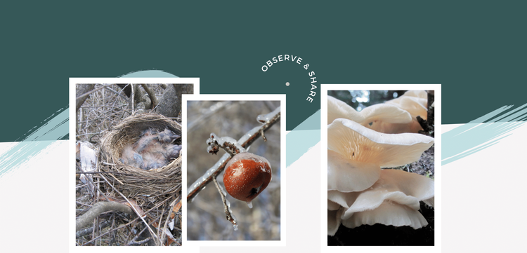 Observe & Share — Hills to Sea Trail