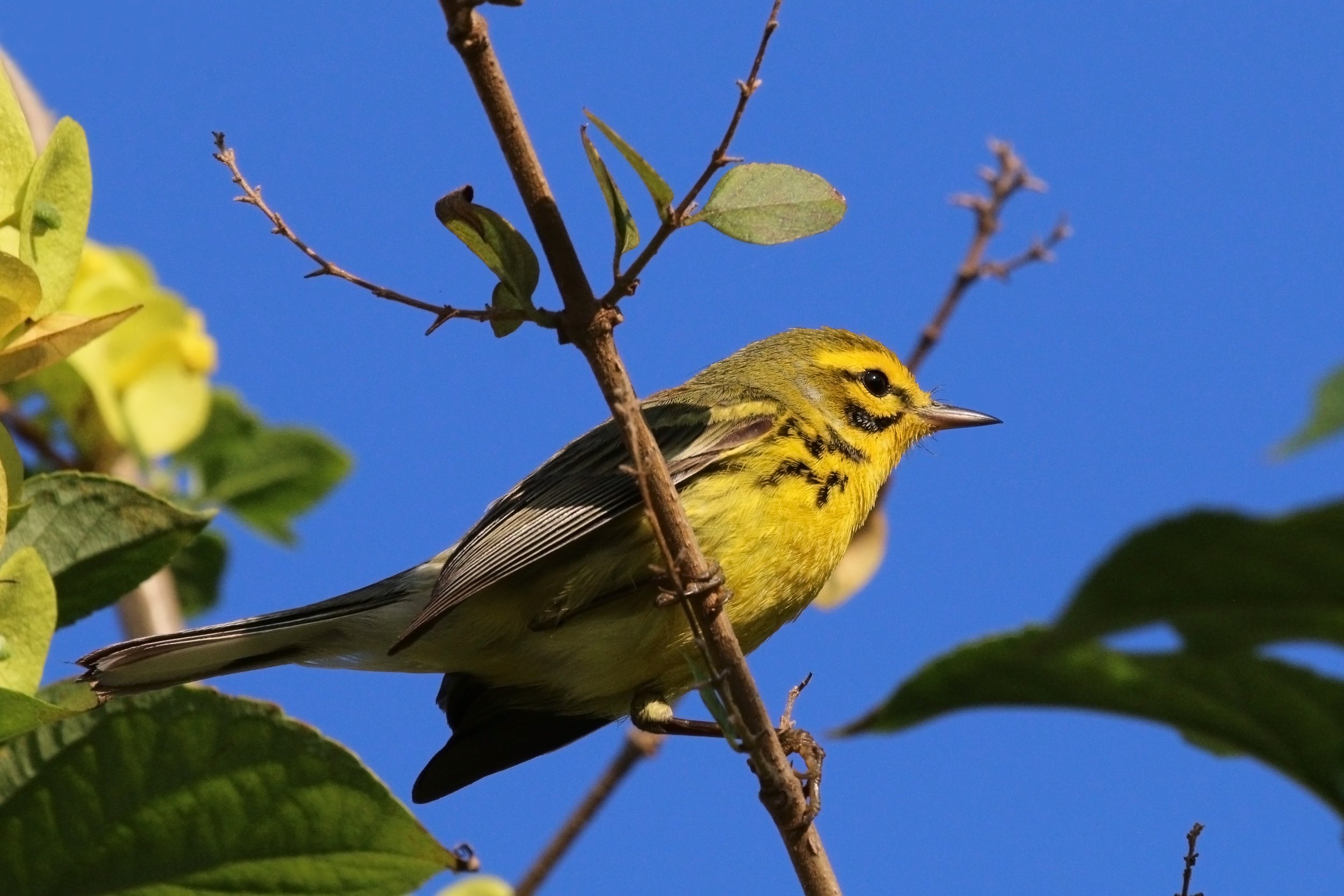 Species Profile: Prairie Warbler — Hills to Sea Trail