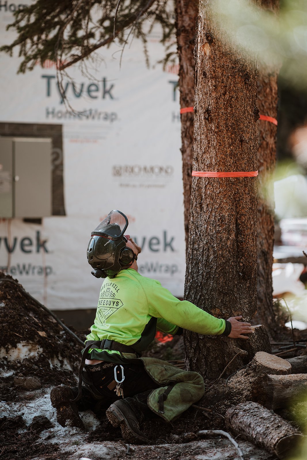 Beetle Kill Tree Guys