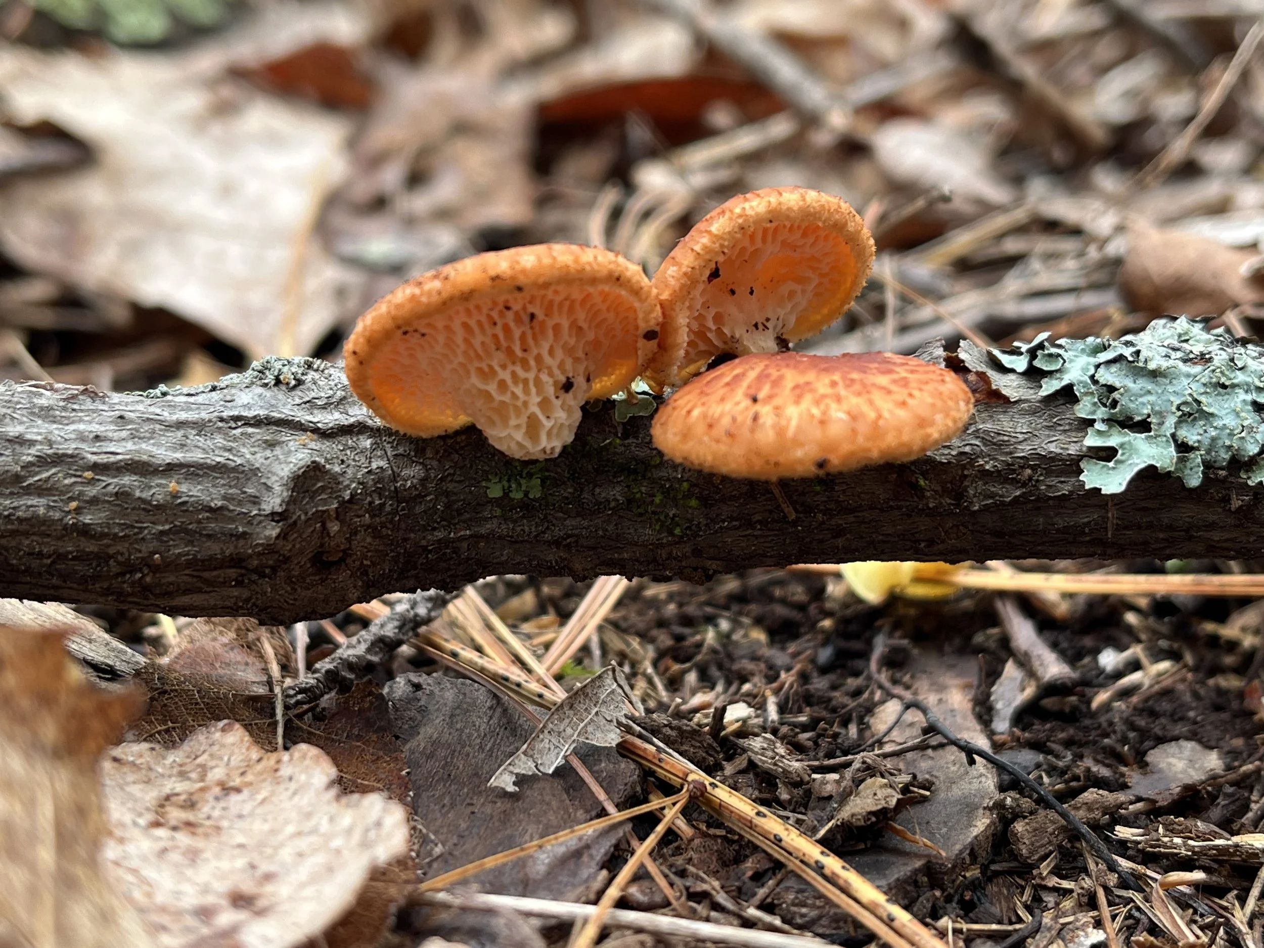 Luke Sarrantonio: Mushroom Love: Talk and Walk — Rail Trail Cafe