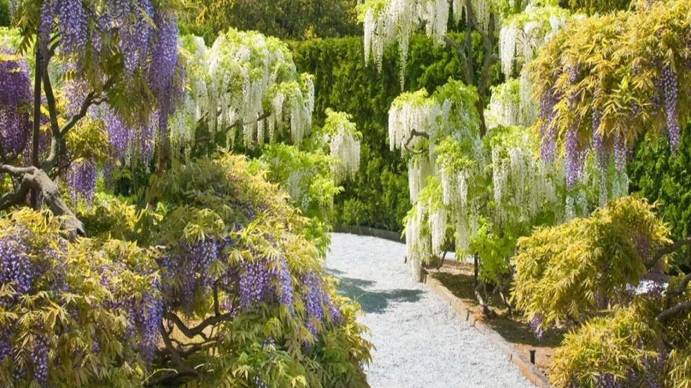 Wisteria Care