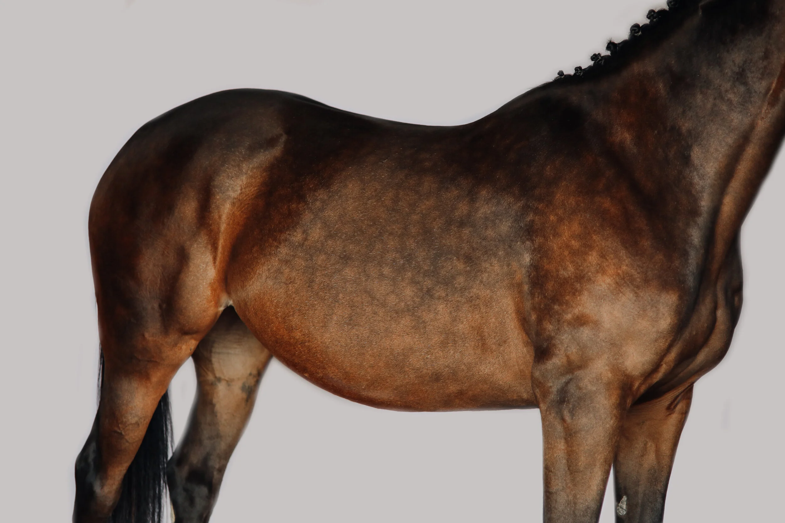 Autoimmune Equestrian