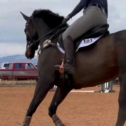 Autoimmune Equestrian