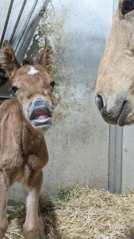 Autoimmune Equestrian