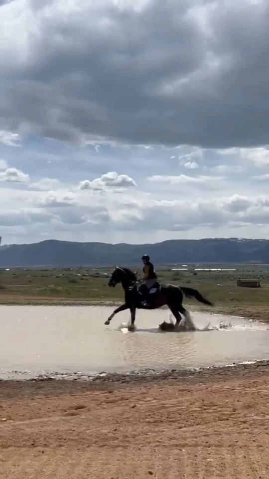 Autoimmune Equestrian