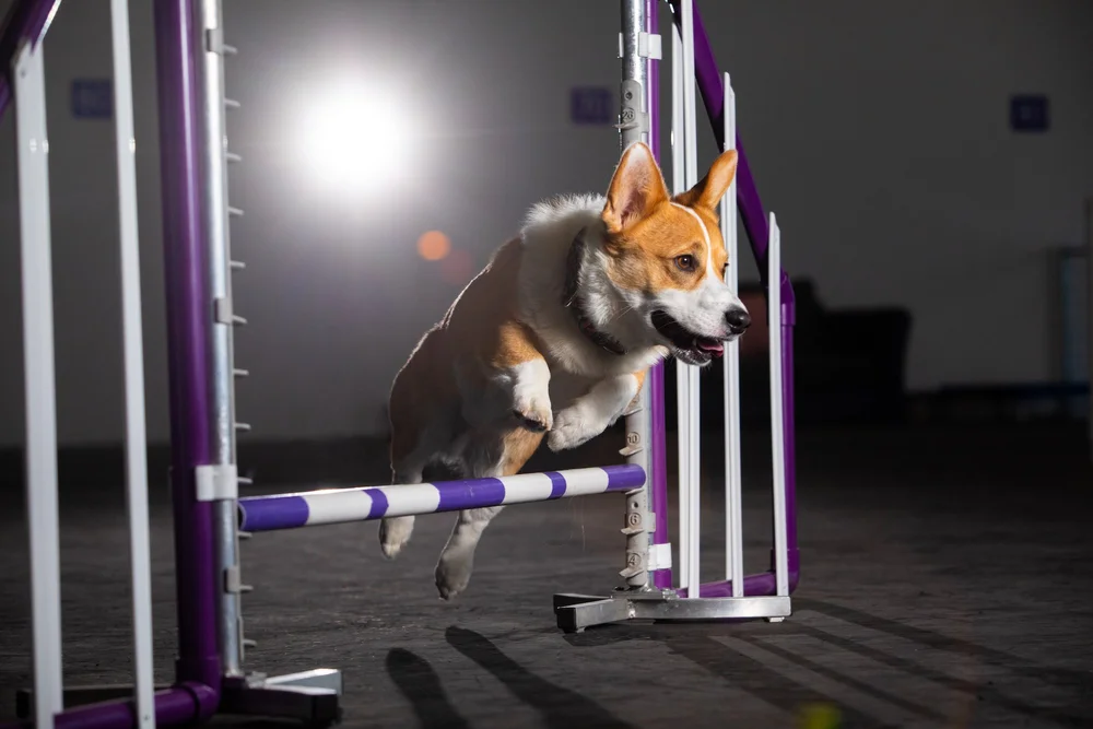 freespiritdogs