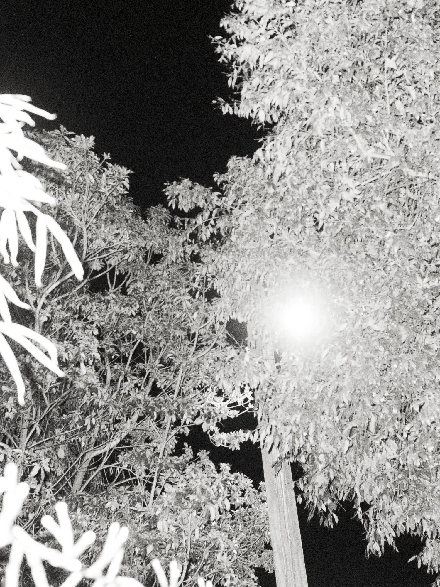 Transition — Wolfhound Gallery