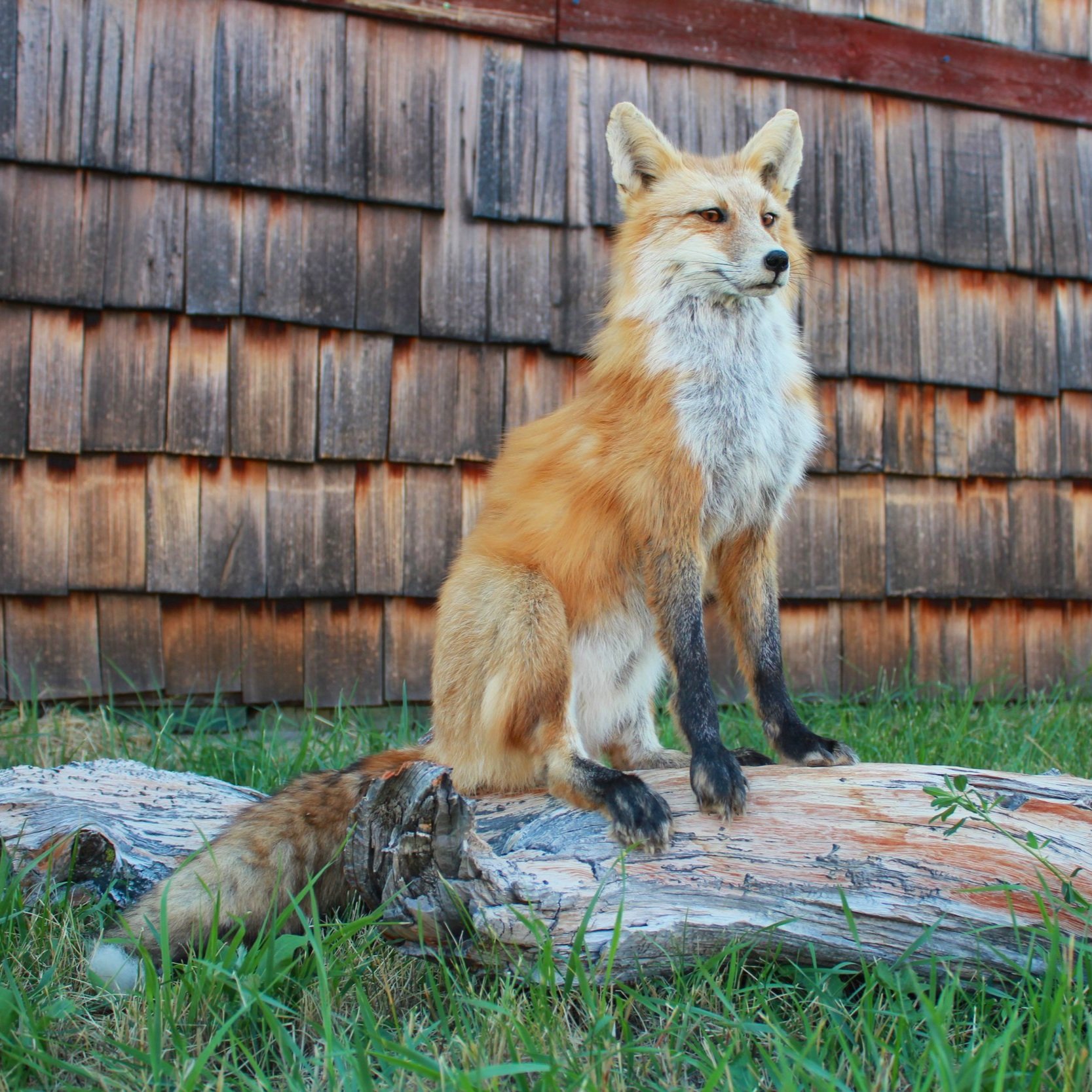 Taxidermy Services — Altitude Taxidermy & Wildlife Artistry