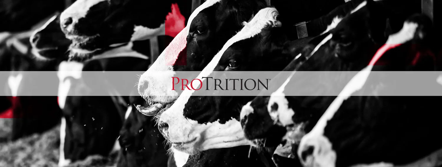 Protrition