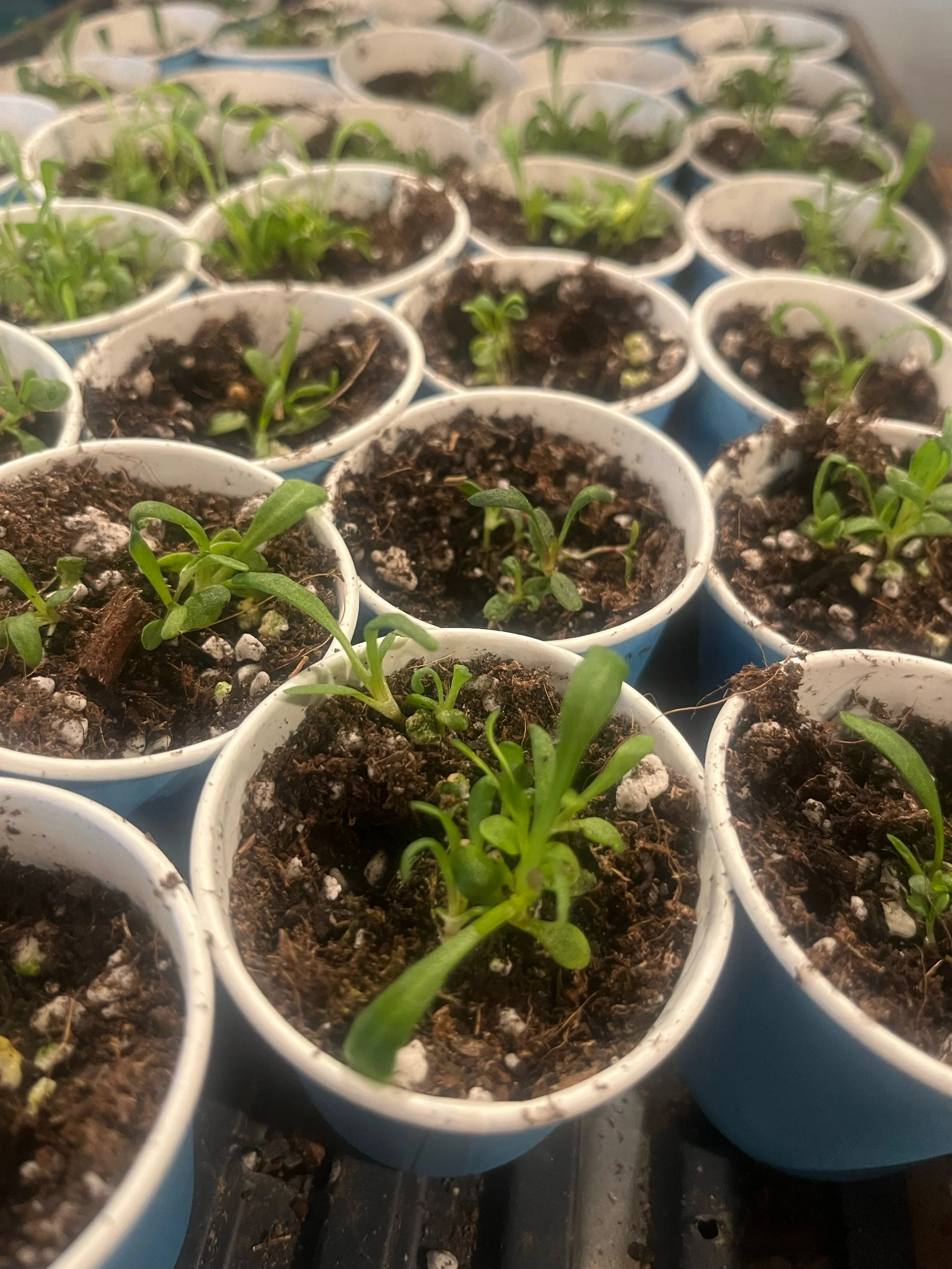 What's Growing? — Red Maple Ranch Flower Farm