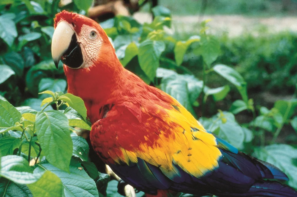 Off-site Tours at Bocawina Rainforest Resort — Bocawina Rainforest Lodge