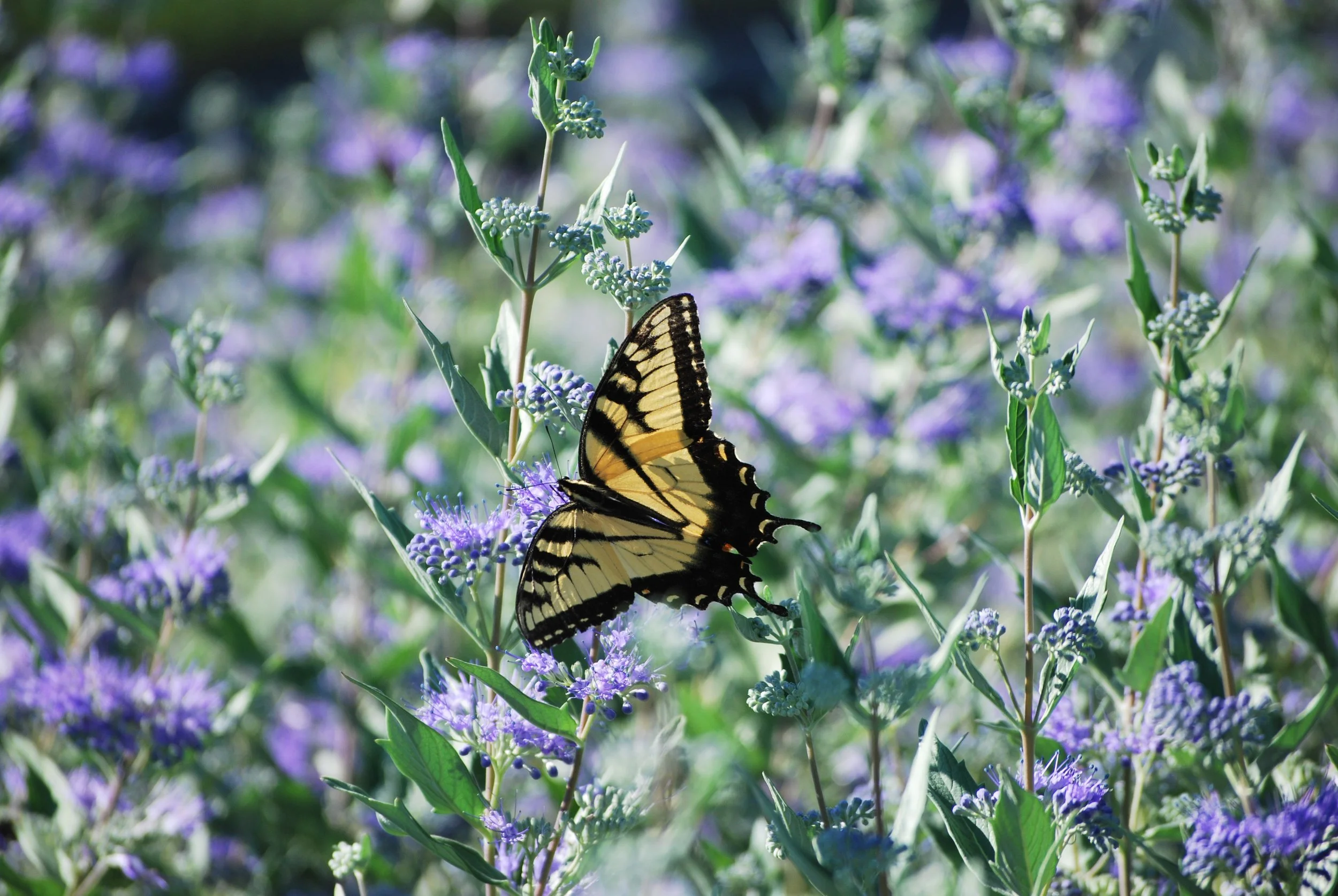 Availability — The Perennial Farm is Growing for You!