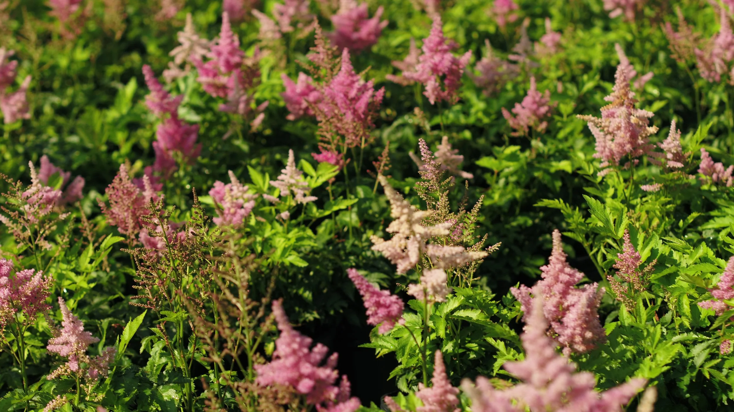Availability — The Perennial Farm is Growing for You!