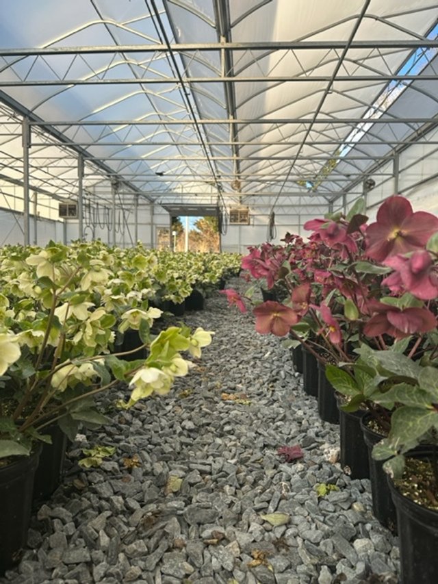 The Perennial Farm- Growing for you!