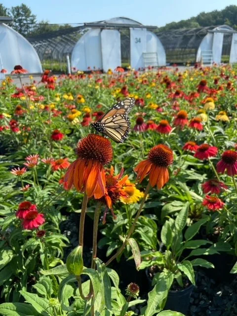 The Perennial Farm- Growing for you!