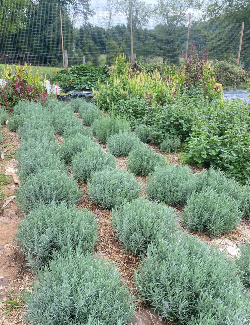 Tanglewood Flower Farm