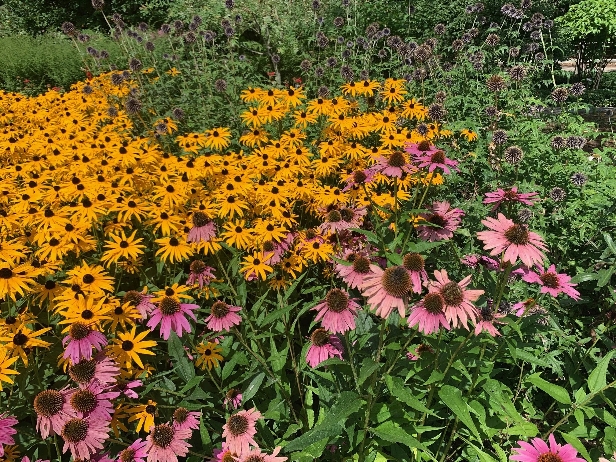 Revolutionize Your Yard: Embrace Water-Wise Xeriscaping in Colorado ...