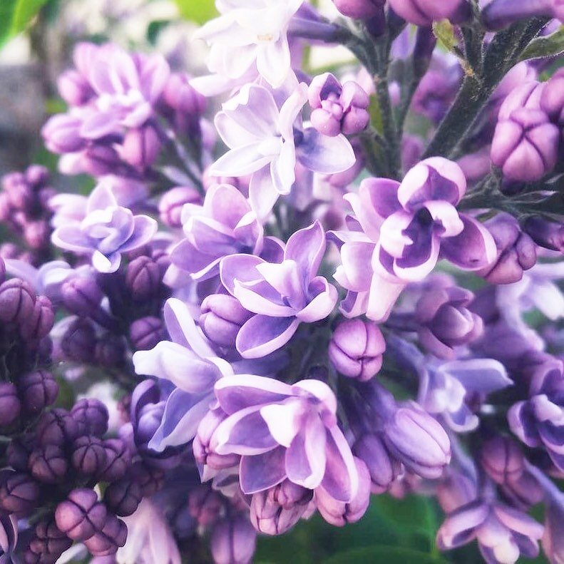 Larkspur Landscaping