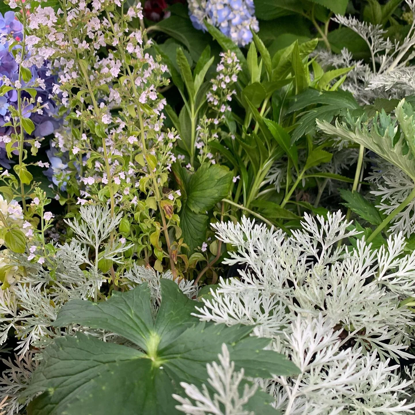 Larkspur Landscaping
