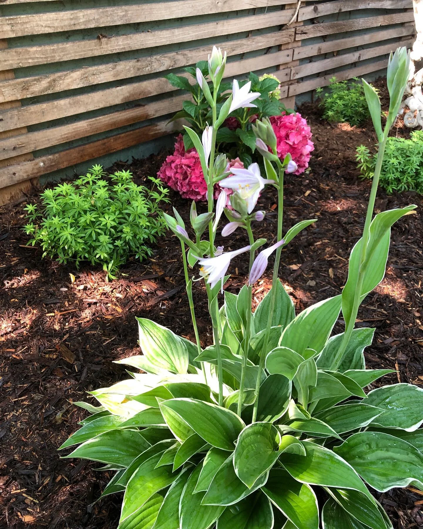 Larkspur Landscaping