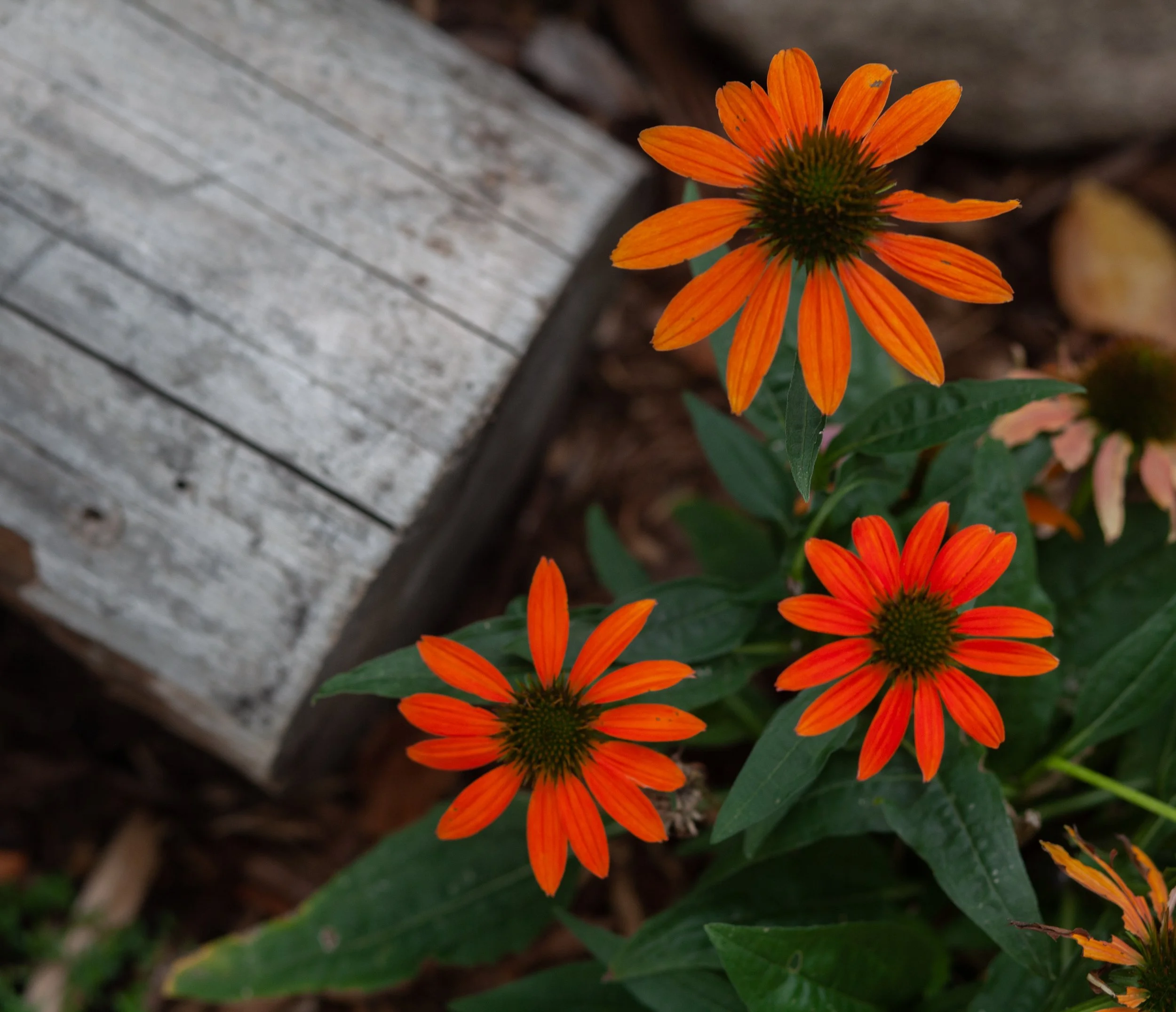 Larkspur Landscaping: Transform your Outdoor Space