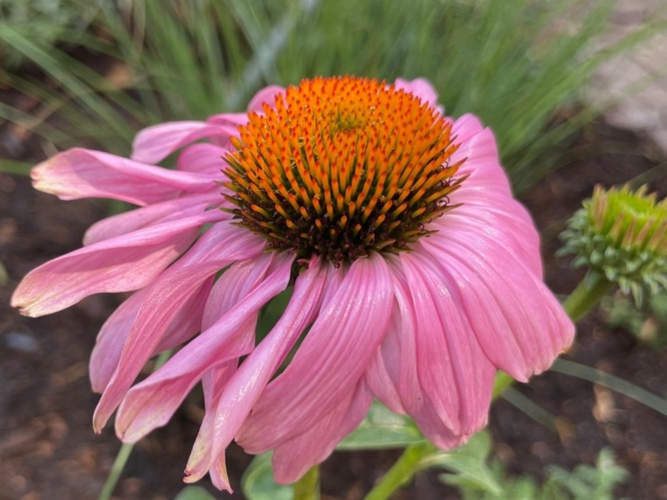 Larkspur Landscaping: Transform your Outdoor Space