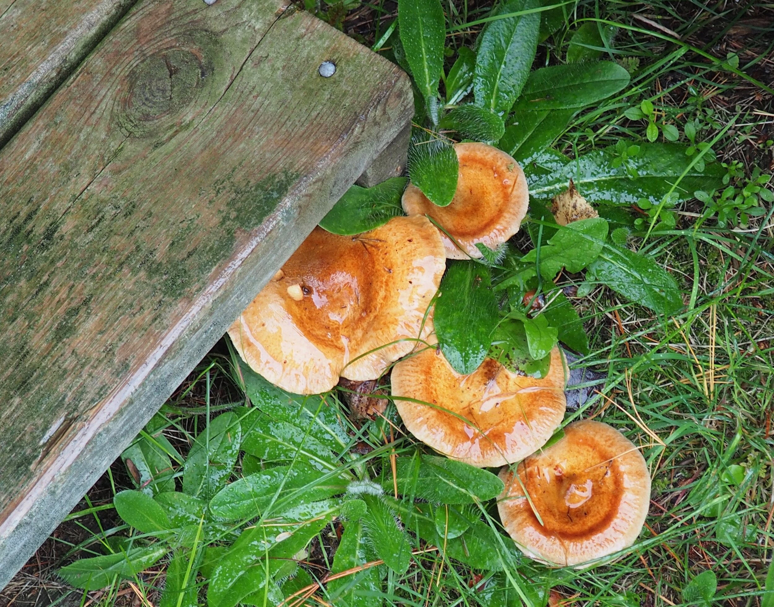 Who We Are — The Minaki Conservancy