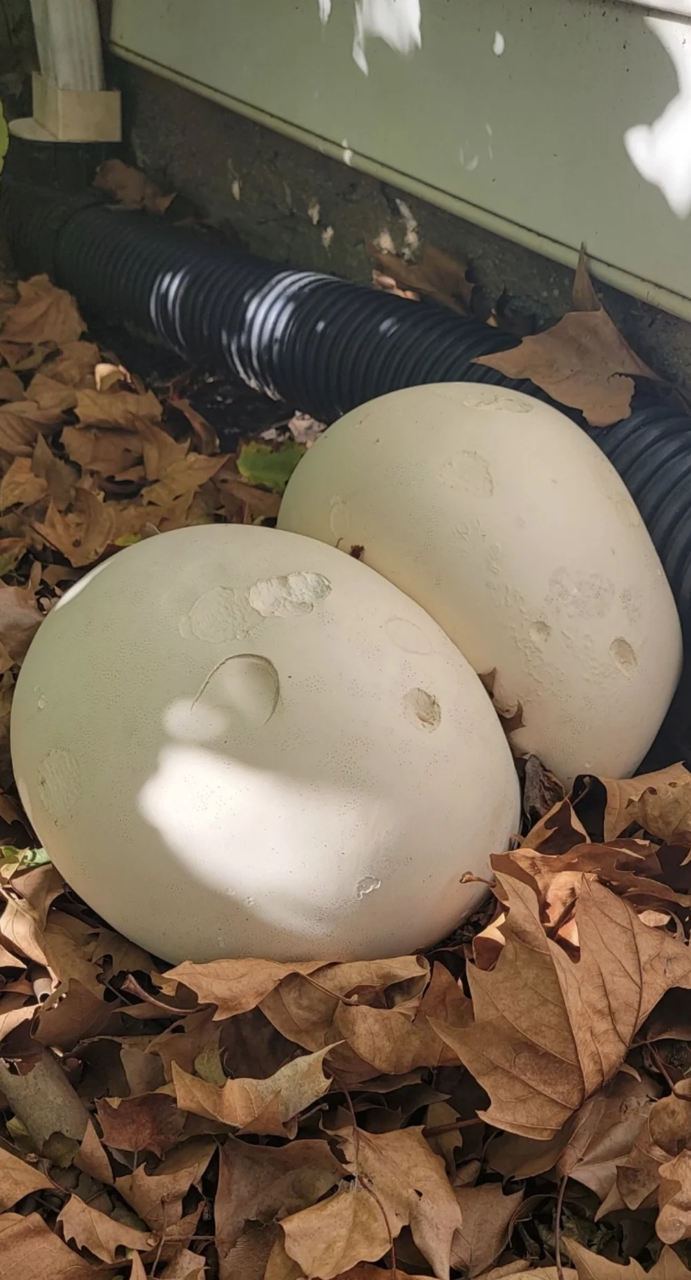 Giant Puffball Mushroom: Ultimate Guide to Identification, Cooking, and ...